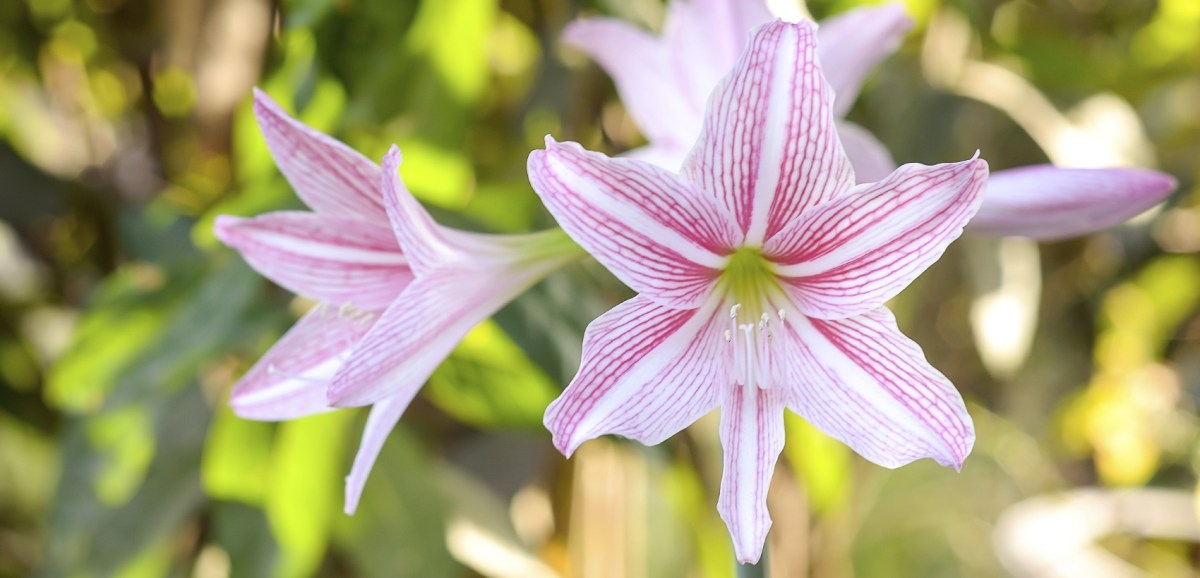 Susan Kinsolving’s Dailies & Rushes: Poems